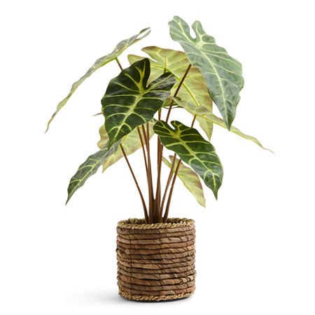 Click here for Linden Street 17in Alocasia Artificial Plant  One... prices