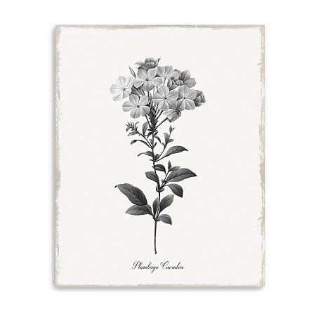 Click here for Lumaprints Simply Cape Leadwort Giclee Canvas Art... prices