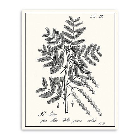 Click here for Lumaprints Antique Black & White Botanical I Gicle... prices