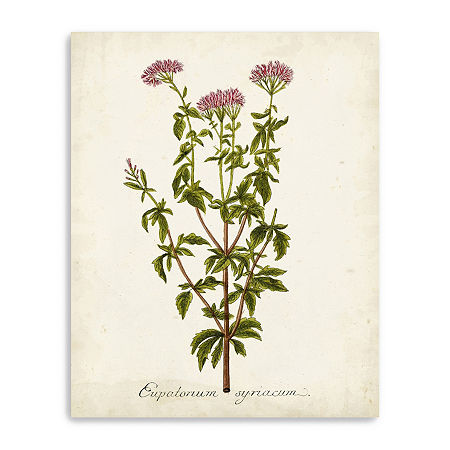 Click here for Lumaprints Antique Herb Botanical I Giclee Canvas... prices