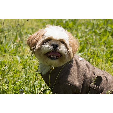 Click here for The Pet Life Galore Back-Buckled Fashion Wool Pet... prices