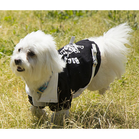 Click here for The Pet Life Varsity-Buckled Collared Pet Coat  On... prices
