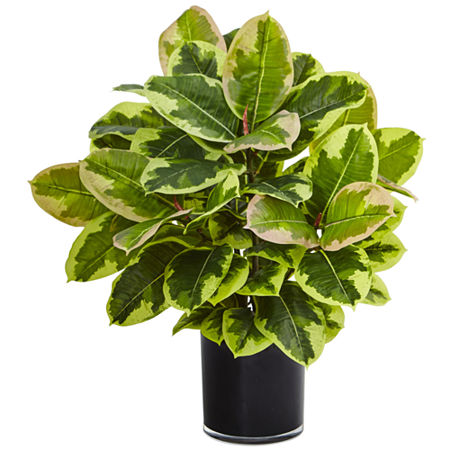 Click here for Artificial Rubber Plant in Glossy Cylinder (Real T... prices