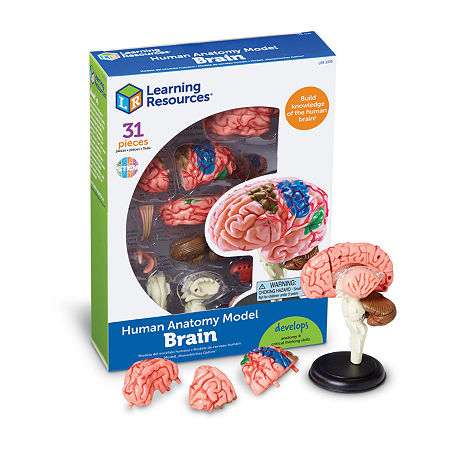 Click here for Learning Resources Brain Anatomy Model Discovery T... prices