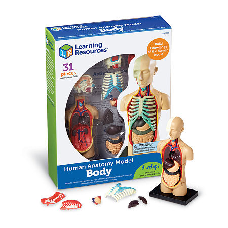 Click here for Learning Resources Human Body Anatomy Model Discov... prices