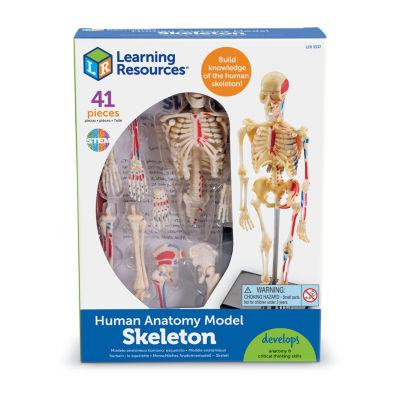 Learning Resources Skeleton Anatomy Model Discovery Toy - JCPenney
