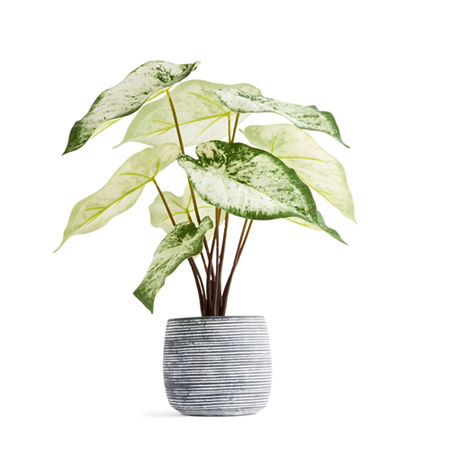 Click here for Linden Street 16.5in White Philodendron Artificial... prices