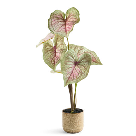 Click here for Linden Street 29in Candyland Caladium Artificial P... prices